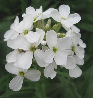 Hesperis matronalis [white-flowered] | Hesperis matronalis 'White ...