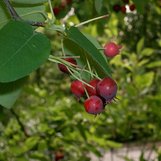 Amelanchier asiatica | Asian Serviceberry | plant lust