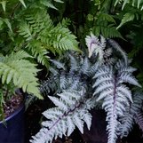 Athyrium niponicum 'Red Beauty' | Red Beauty Painted Fern | plant lust