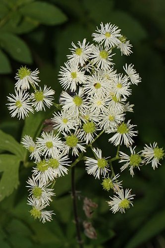 Trautvetteria caroliniensis | False Bugbane | plant lust