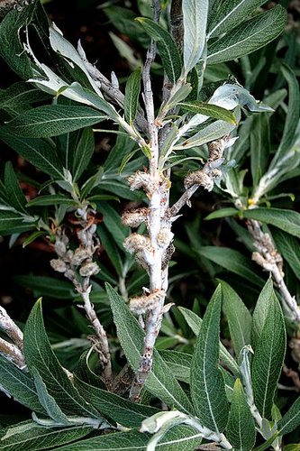 Salix candida | Hoary Willow | Sage Willow | Sageleaf Willow | plant lust