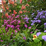 Antirrhinum majus 'Double Azalea Apricot' | Antirrhinum 'Double Azalea ...