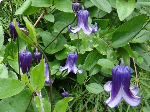 Clematis 'Roguchi' | Clematis 'Rōguchi' | Clematis 'Rooguchi ...