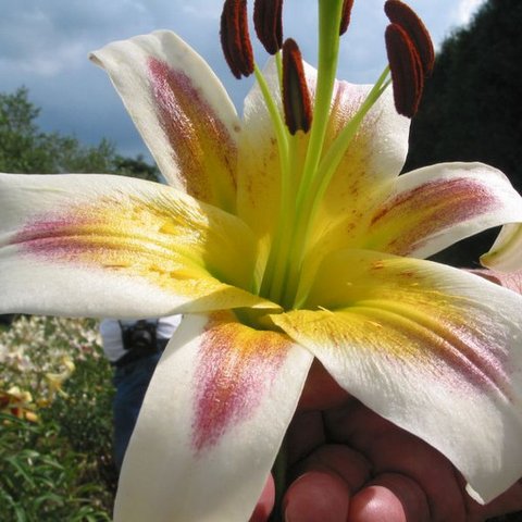Lilium Hybrid Trumpet [White with Yellow Center and Ruffles] | Hybrid ...