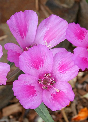 Clarkia amoena ssp. whitneyi | plant lust