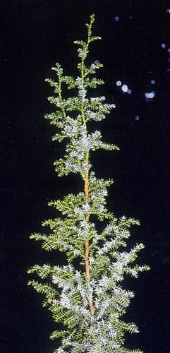Pilgerodendron uviferum | Juniperus uviferum | Libocedrus levifera ...