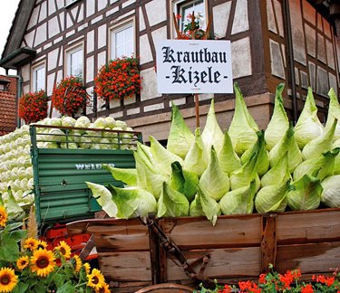 Filderkraut Cabbage | plant lust