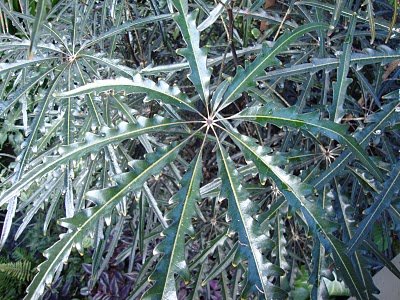 Schefflera elegantissima | Dizygotheca elegantissima | False Aralia ...
