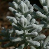 Maireana sedifolia | Kochia sedifolia | Cotton Bush | Pearl Bluebush ...