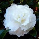 Camellia sasanqua October Magic™ Bride PP20539 | October Magic™ Bride ...