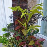 Hydrangea aspera [red leaf form] | Hydrangea aspera 'Red Fred ...