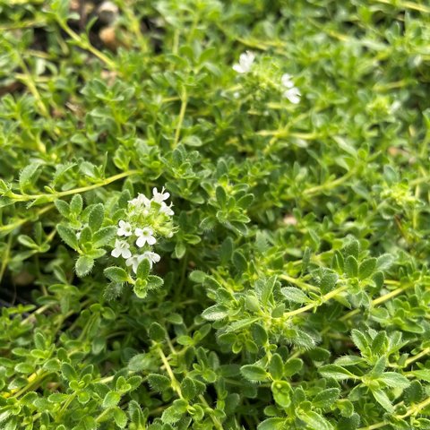 Thymus serpyllum 'Snowdrift' | Thymus serpyllum 'Snow Drift' | plant lust