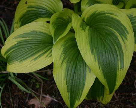 Hosta montana 'Aureomarginata' | Hosta 'Montana Aureomarginata' | plant ...
