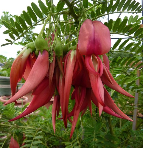 Clianthus puniceus | Kaka Beak | Kakabeak | Lobster Claw | plant lust
