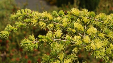 Cedrus atlantica 'Sahara Ice' | Blue Atlas Cedar 'Sahara Ice' | Sahara ...