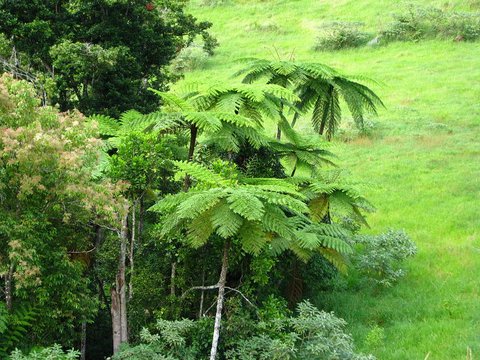 Cyathea cooperi | Australian Tree Fern | Cooper’s Tree Fern | Lacy Tree ...