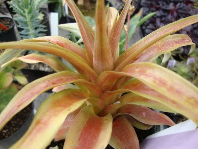 Ananas lucidus | Dwarf Pink Pineapple | Red Dwarf Pineapple | plant lust