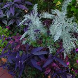 Tradescantia pallida 'Purple Heart' | Setcreasea pallida | Setcreasea ...