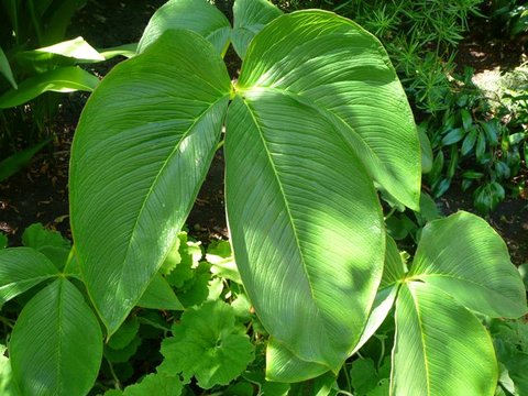 Arisaema triphyllum | Indian Turnip | Jack-in-the-Pulpit | plant lust