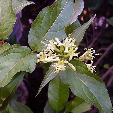 Diervilla lonicera 'Copper' | Copper Bush Honeysuckle | plant lust