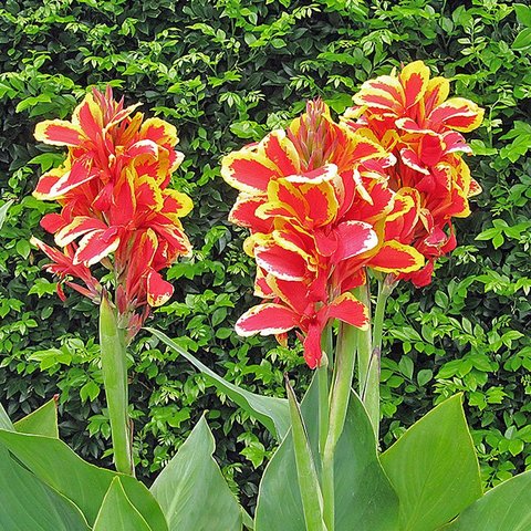Canna 'Lucifer' | plant lust