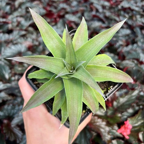 Ananas comosus var. microstachys 'Sol' | Ananas nanus 'Sol' | Sol Dwarf ...