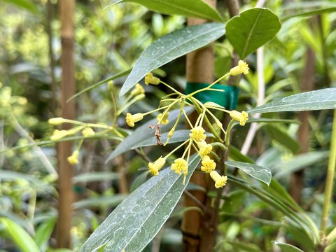 Pittosporum x 'Sappy' | | plant lust