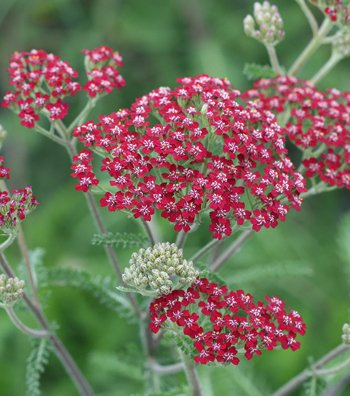 Achillea millefolium 'Cassis' | plant lust