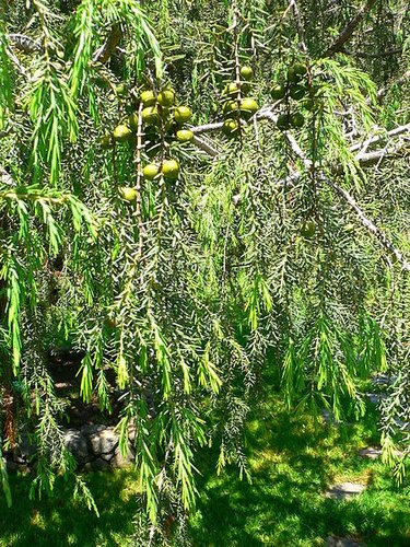 Juniperus cedrus | Canary Island Juniper | Cedar Juniper | plant lust