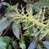 Schefflera delavayi | Hardy Schefflera | plant lust