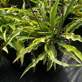 Hosta 'Curly Fries' | | plant lust
