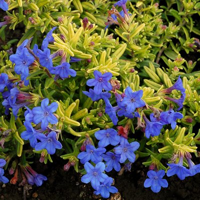 Lithodora diffusa Gold 'N' Sapphires™ PP28629 | Lithodora diffusa Gold ...