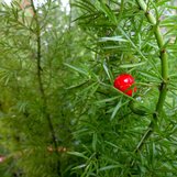 Asparagus densiflorus 'Myersii' | Asparagus meyeri | Foxtail Fern ...