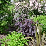 Persicaria microcephala 'Red Dragon' | Tovara 'Red Dragon' | Red Dragon ...