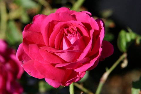 Rosa Ruby Voodoo | Rosa 'Ruby Voodoo' | Ruby Voodoo Rose | plant lust