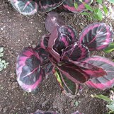 Calathea Surprisestar PP24257 | Calathea 'Princess Jessie' | Calathea ...