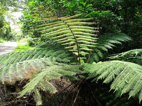 Cyathea woollsiana | Cyathea woolsiana | plant lust