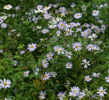 Kalimeris from multiple nurseries on Plant Lust