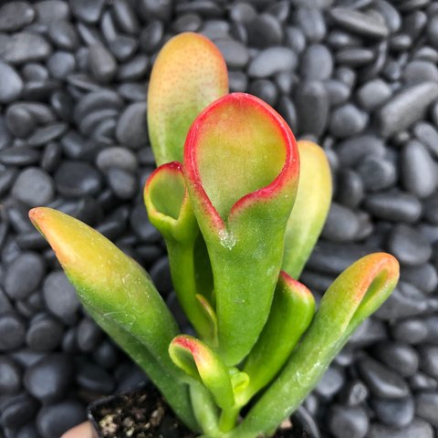 Crassula ovata 'Tricolor Hobbit' | Crassula ovata 'Red Coral' | plant lust