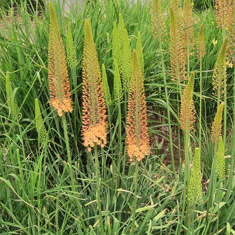 Eremurus x isabellinus 'Pinokkio' | Eremurus isabellinus 'Pinocchio ...