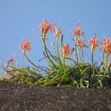 Aloe inyangensis | Aloe inyangensis 'Christian' | Grass Aloe | plant lust
