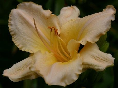Hemerocallis 'Island Vespers' | Island Vespers Daylily | plant lust