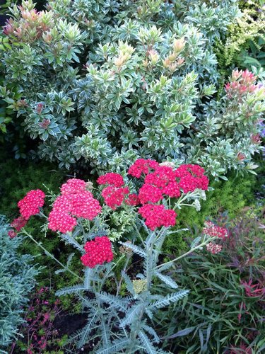 Achillea millefolium 'Pretty Woman' | Pretty Woman Yarrow| plant lust
