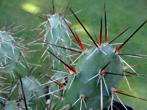 Opuntia polyacantha [red/black spines] | Opuntia x rutila [red/black ...