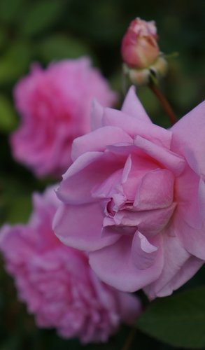 Rosa The Mayflower | Rosa 'The Mayflower' | The Mayflower Rose | plant lust