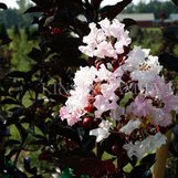 Lagerstroemia Moonlight Magic™ PP25478 | Lagerstroemia 'Moonlight Magic ...