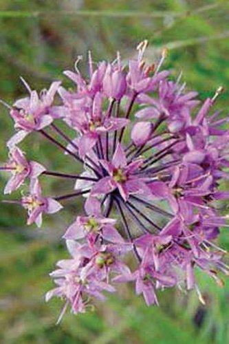 Allium stellatum | Prairie Onion| plant lust