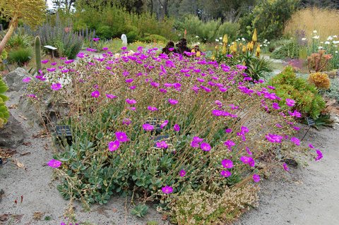 Calandrinia spectabilis | | plant lust