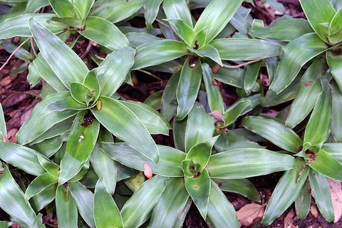 Callisia fragrans | False Bromeliad Plant | plant lust