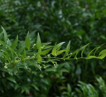 Danae from multiple nurseries on Plant Lust